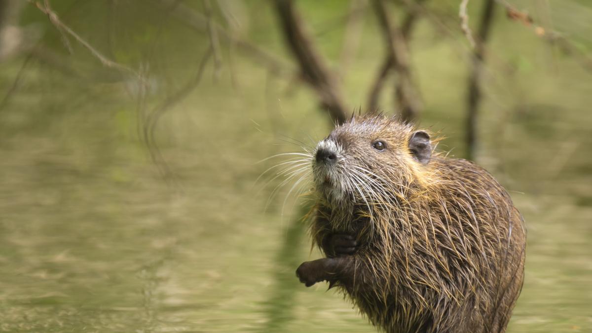 La gigantesca rata estadounidense se cuela en España y causa estragos