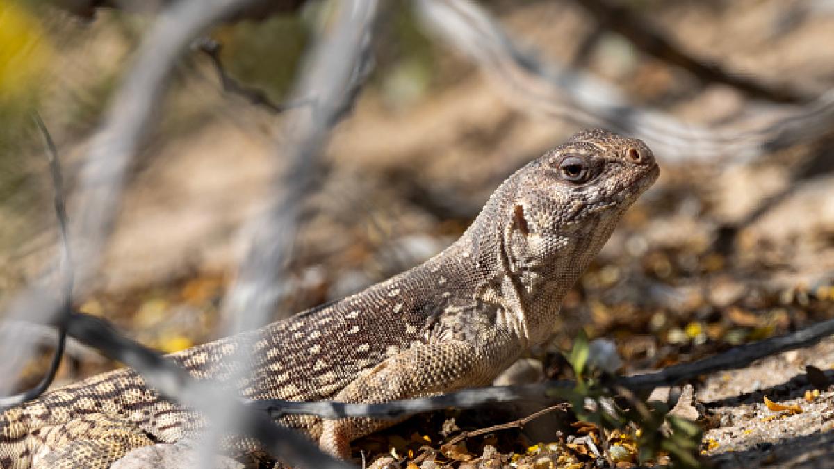 Unos animales viajan 8.000 kilómetros por mar sin ser especie de agua ...