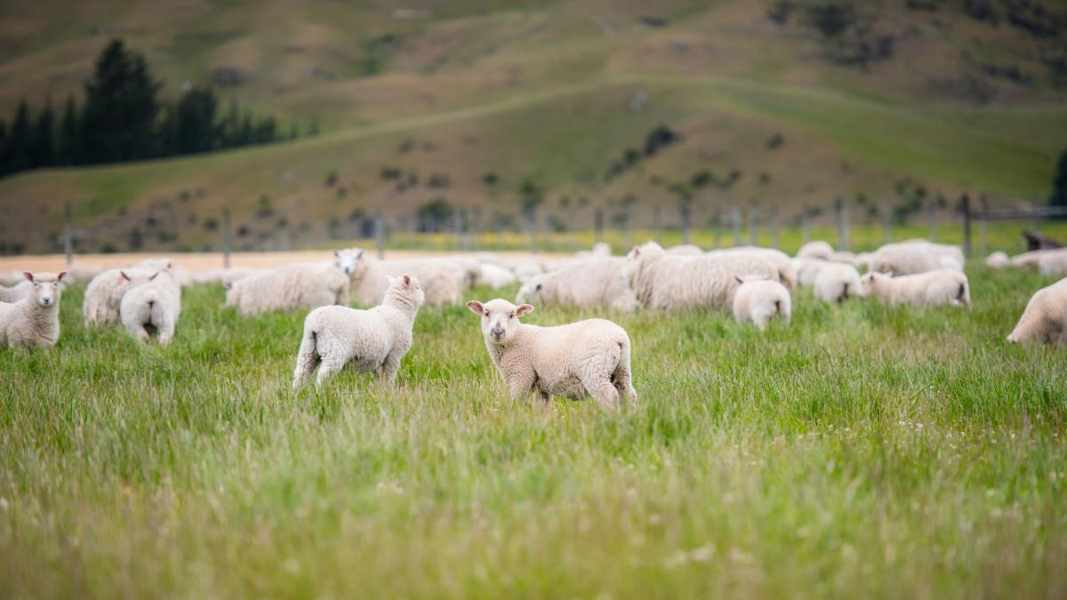 Jugada maestra del cordero español con el último acuerdo para su exportación que pone en jaque a ...