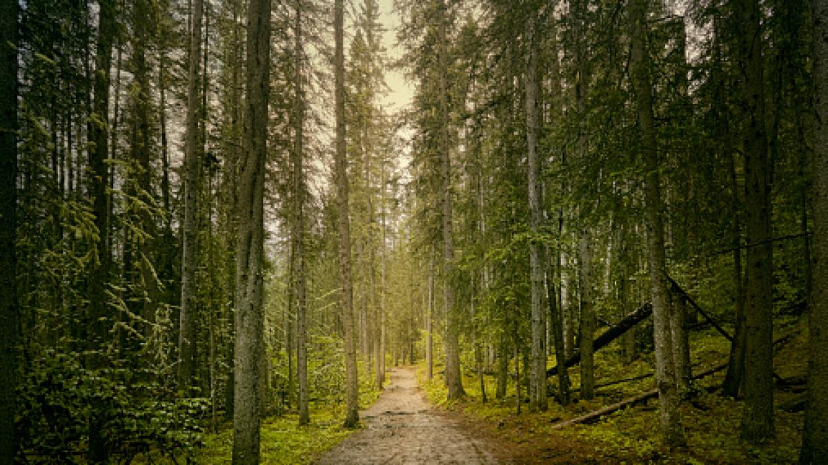El único bosque subtropical de Europa se sitúa en Andalucía y se le ...