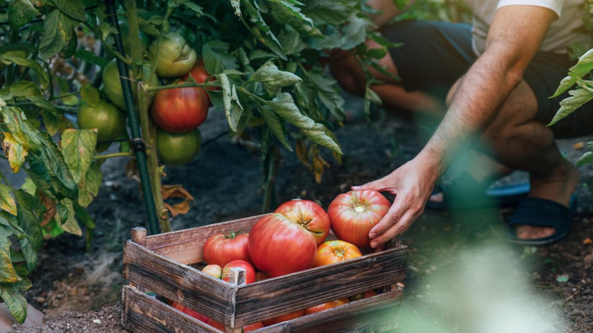 Un agricultor valenciano advierte sobre lo que debemos dejar de hacer ...