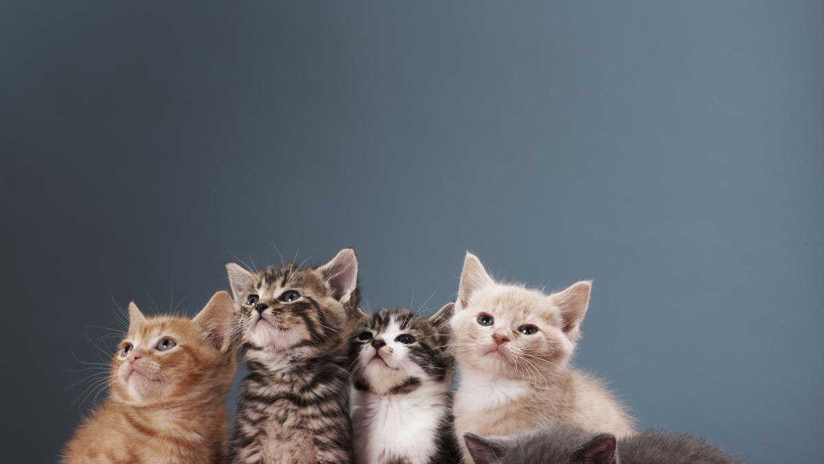 La ciencia sentencia la popular duda sobre la particularidad de los ...