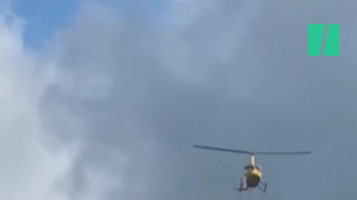 La cebra voladora: se escapa de su establo y la rescatan con un avión