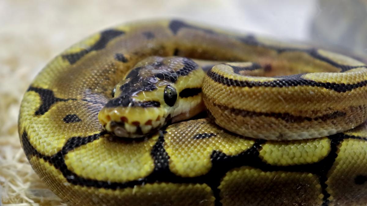 Un niño duerme con una pitón durante años hasta que un día el reptil se ...