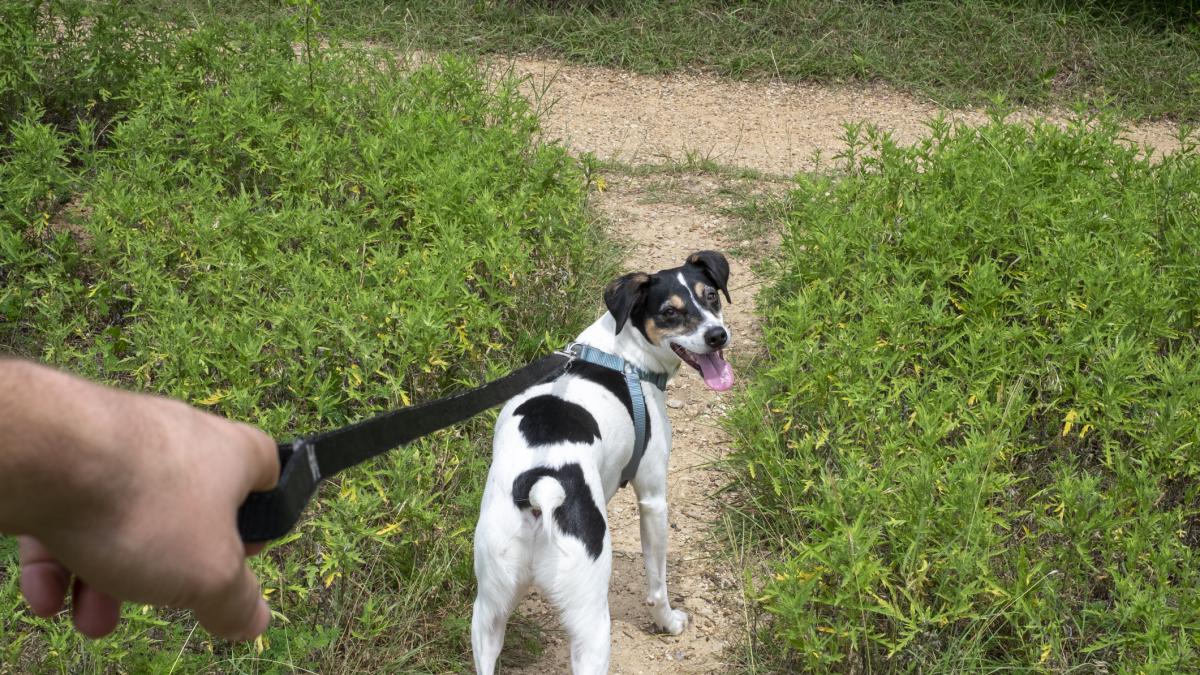 Los veterinarios se alejan de las garrapatas y advierten de la planta ...