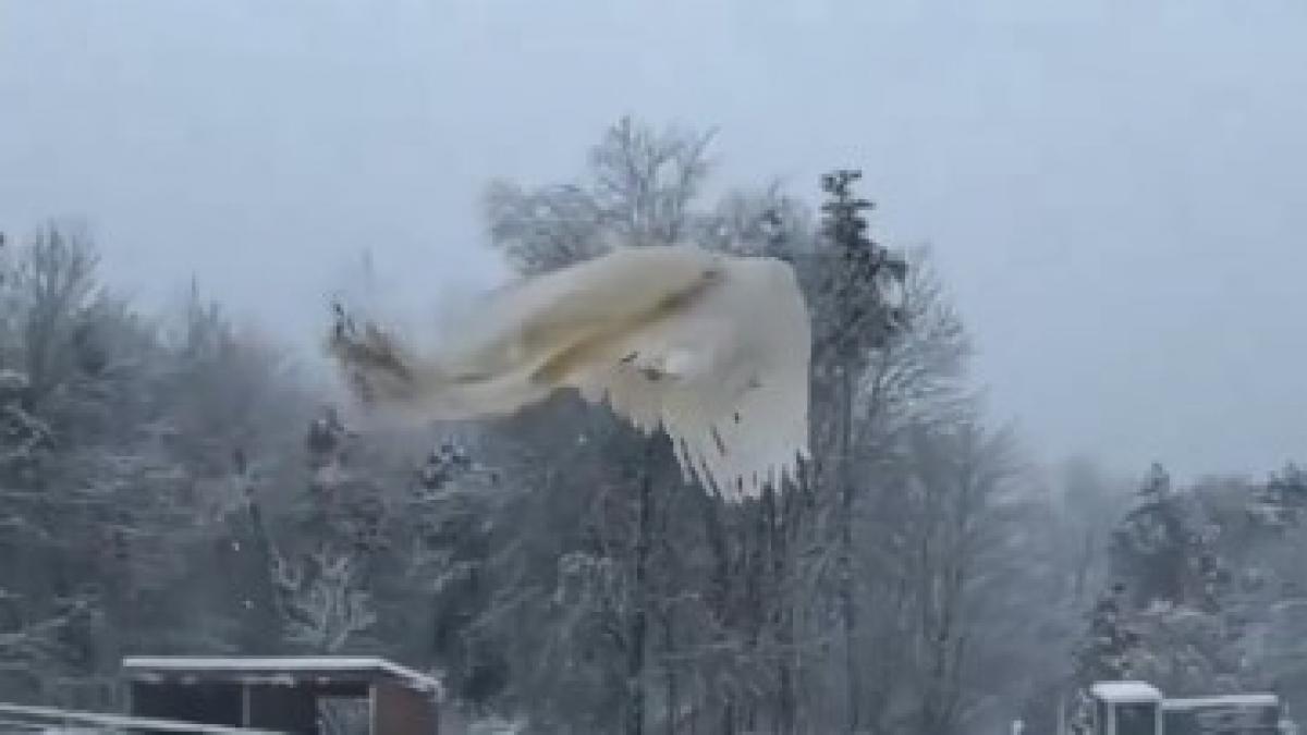 La majestuosidad única de un pavo real blanco en pleno vuelo