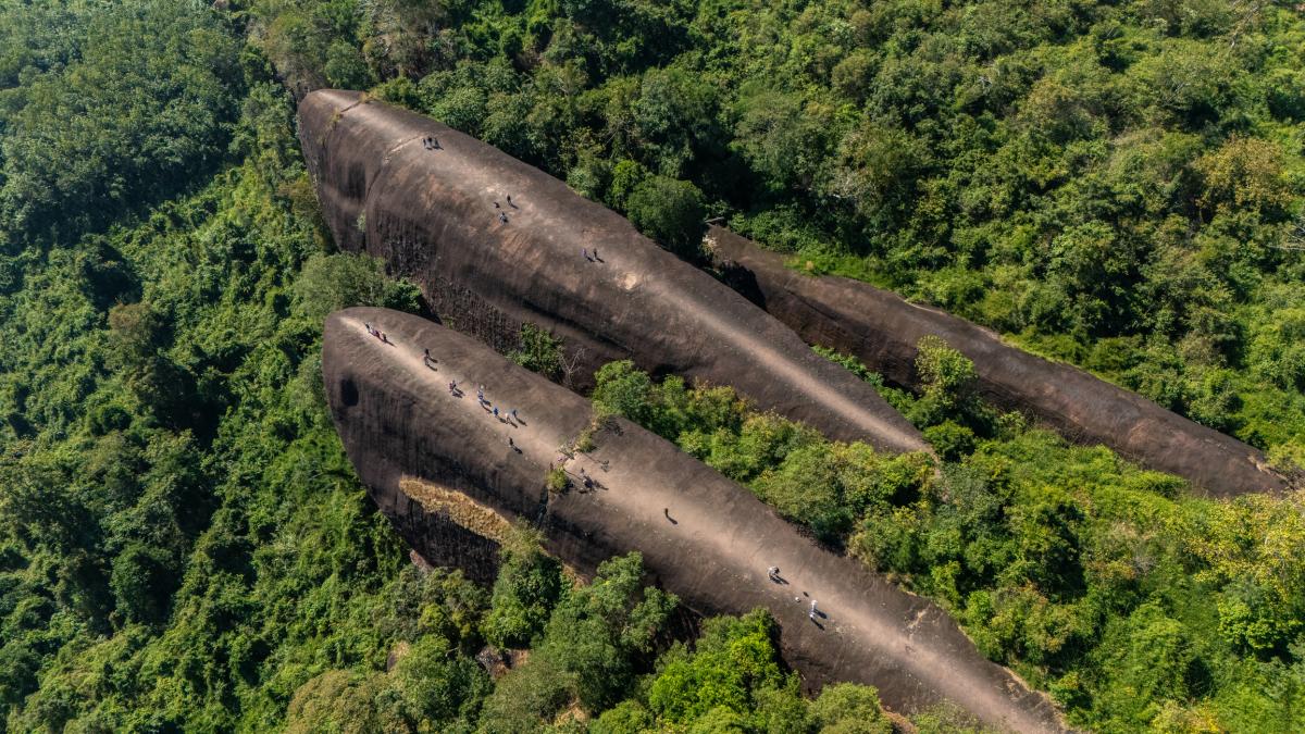 Estupefacción por las ballenas de piedra que nadan en el bosque: solo ...