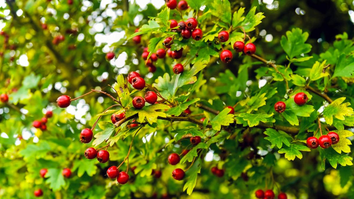El fruto apodado el pan del pueblo se puede encontrar en España: se come su fruto y hojas