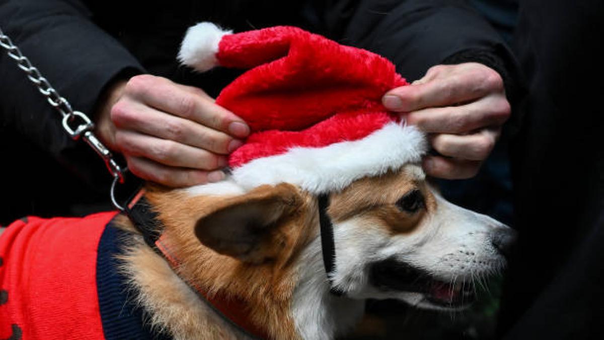 Un perro desaparece en 2021 y aparece ahora a 3.700 km de su casa: 'El ...