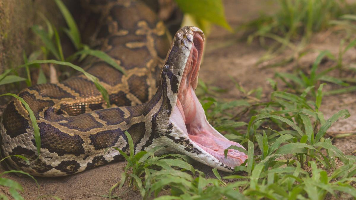 Cazador captura pitón birmana de 91 kilos con 200 huevos en Florida ...