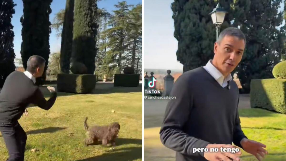 Sánchez sube un video con sus perras y muchos no pueden evitar fijarse ...