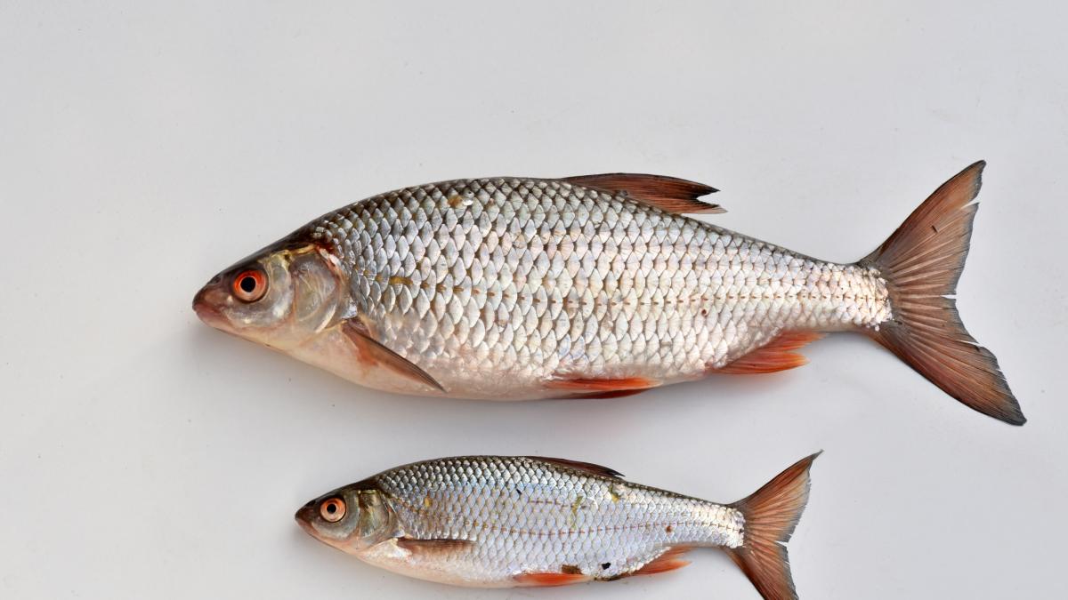 Los científicos no dan crédito: los peces se están haciendo más ...