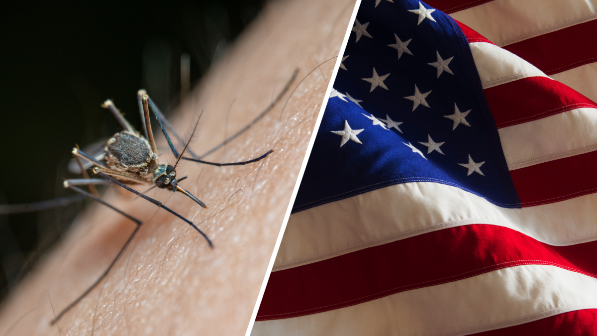 Diez soldados en círculo, 100 mosquitos y 40 picaduras: así probó el ...