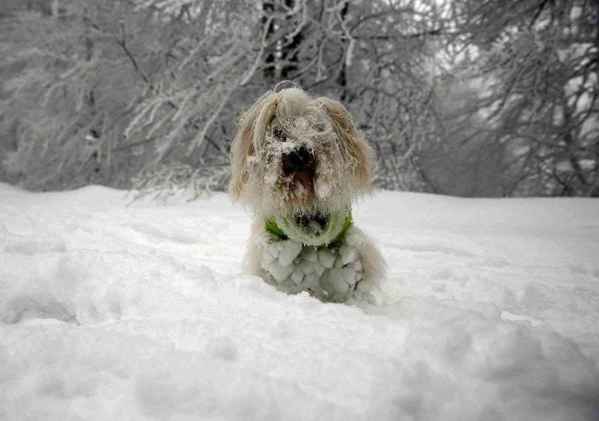 Cosas heladas bonitas: otra forma de mirar el invierno (FOTOS)