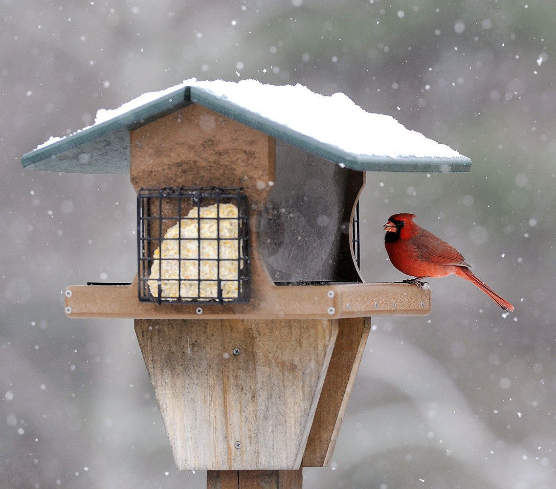 Cosas heladas bonitas: otra forma de mirar el invierno (FOTOS)
