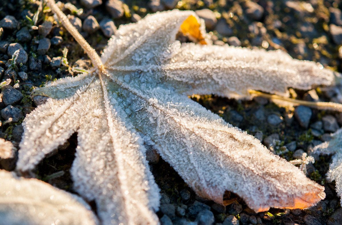 Cosas heladas bonitas: otra forma de mirar el invierno (FOTOS)