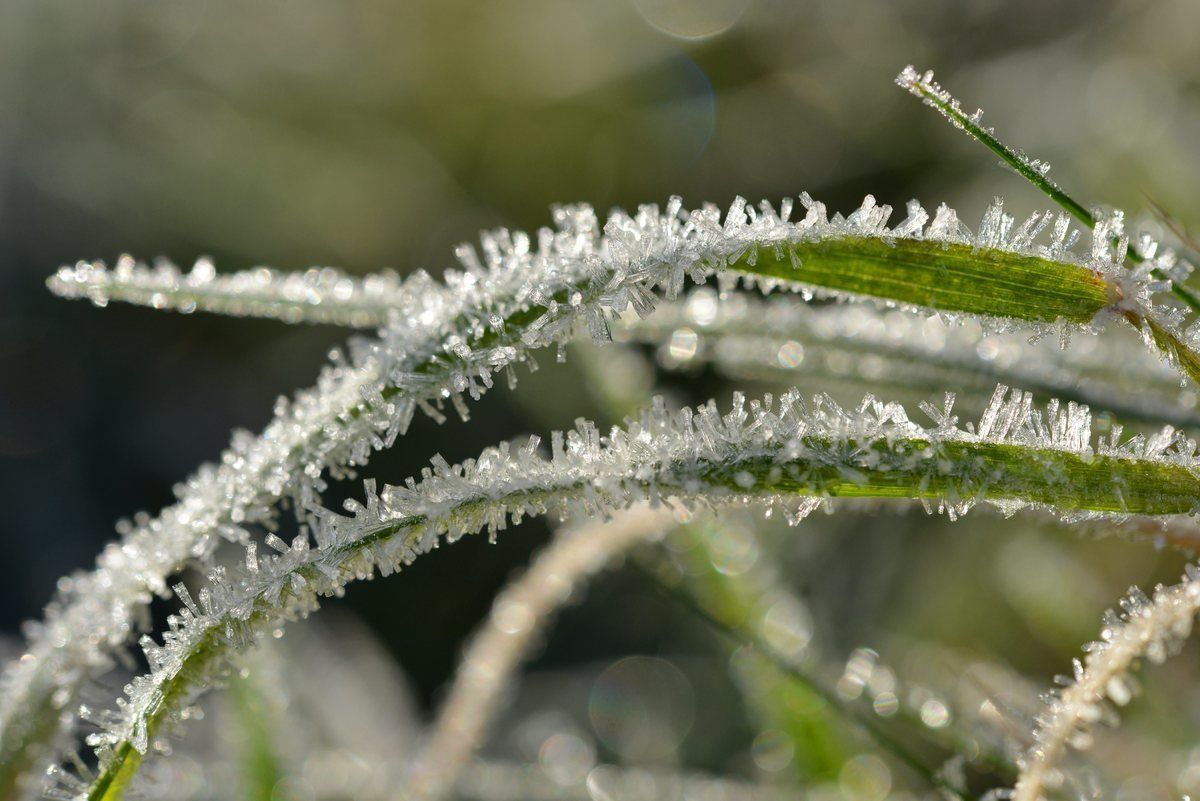 Cosas heladas bonitas: otra forma de mirar el invierno (FOTOS)