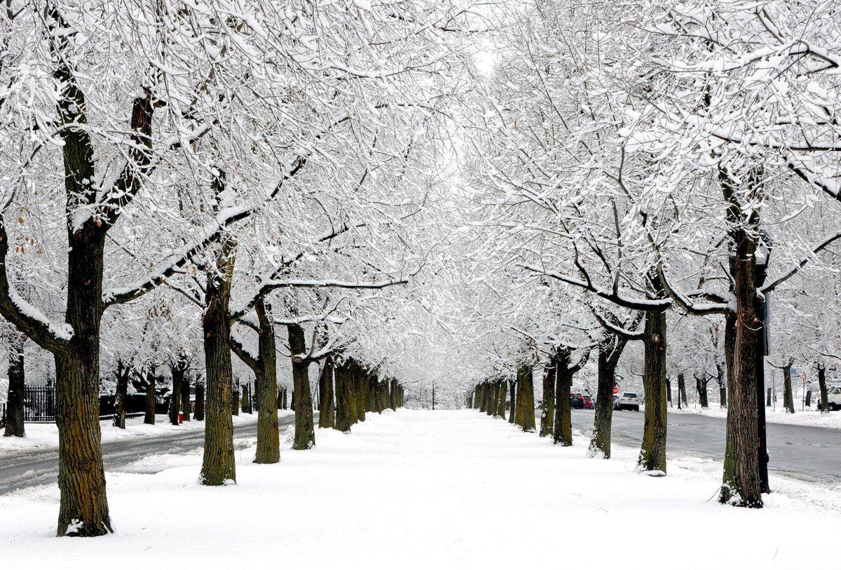 Cosas heladas bonitas: otra forma de mirar el invierno (FOTOS)