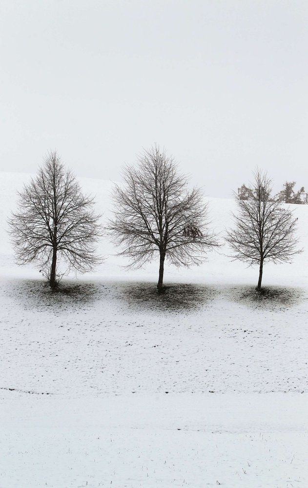 Cosas heladas bonitas: otra forma de mirar el invierno (FOTOS)
