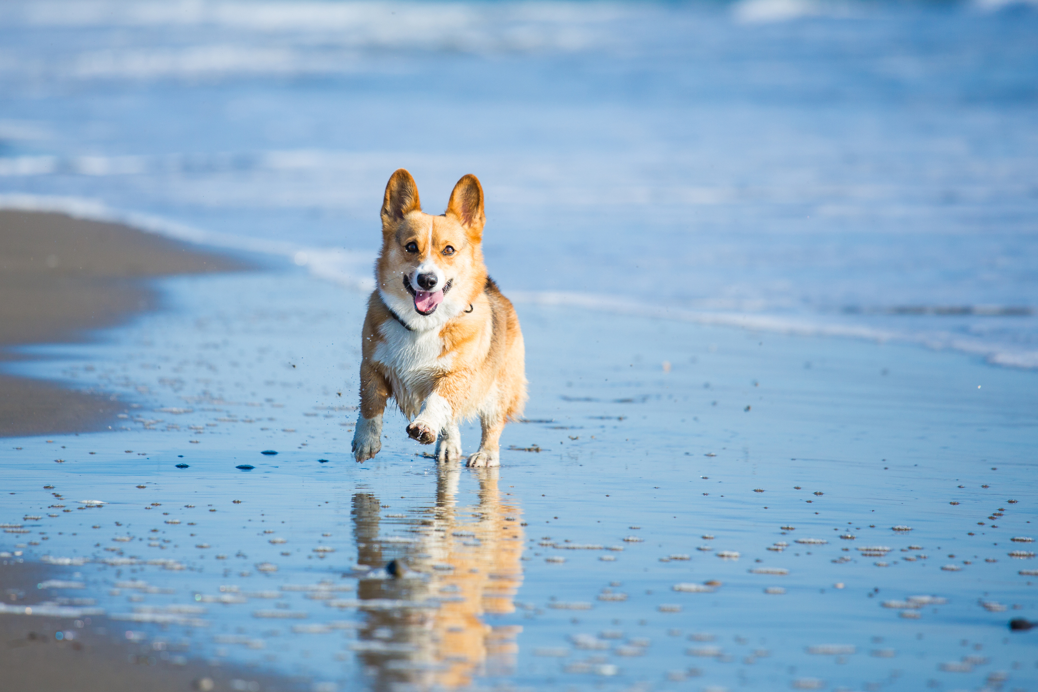Mapa de playas y piscinas para perros para celebrar su día mundial