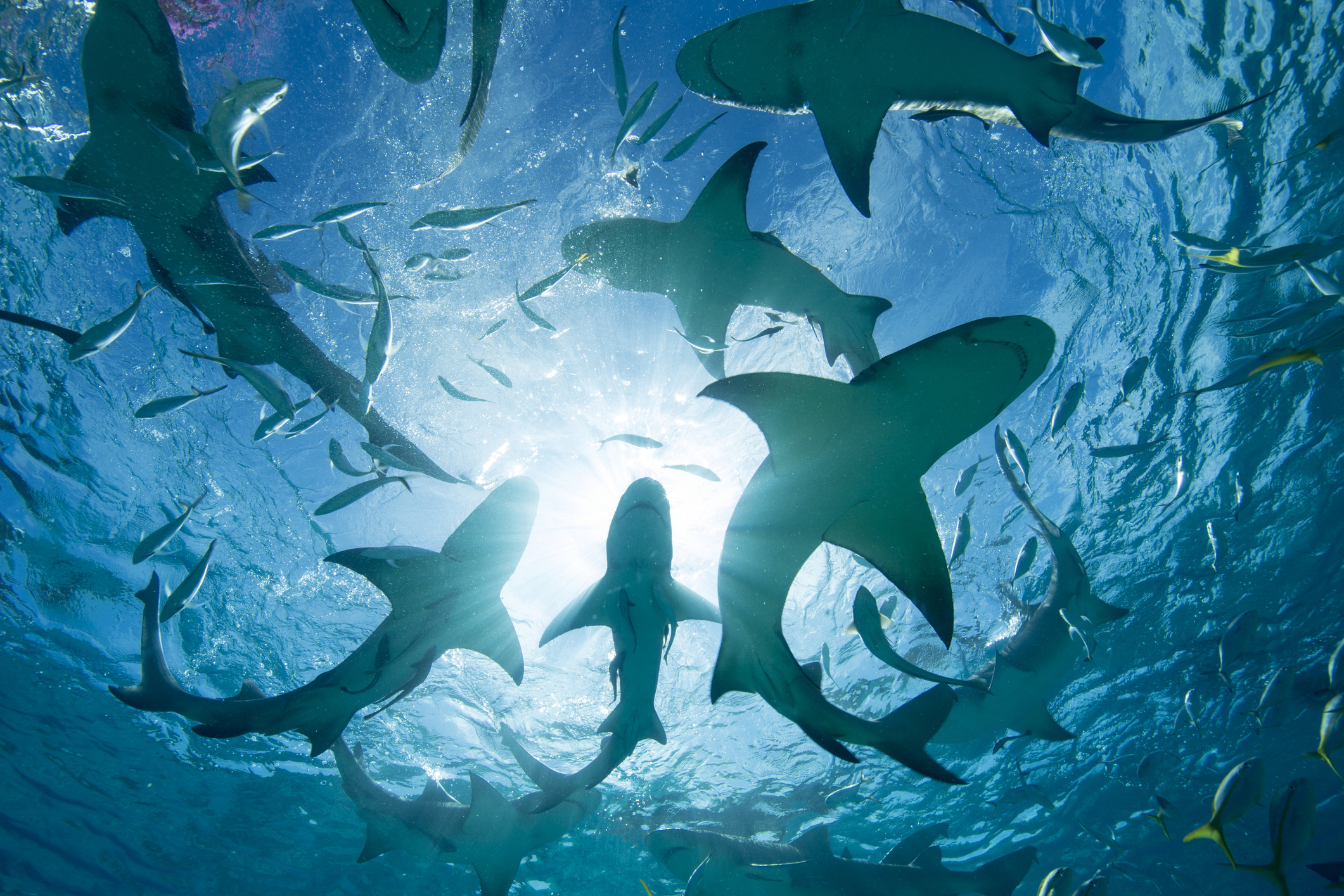 Estos son los lugares con más tiburones del mundo