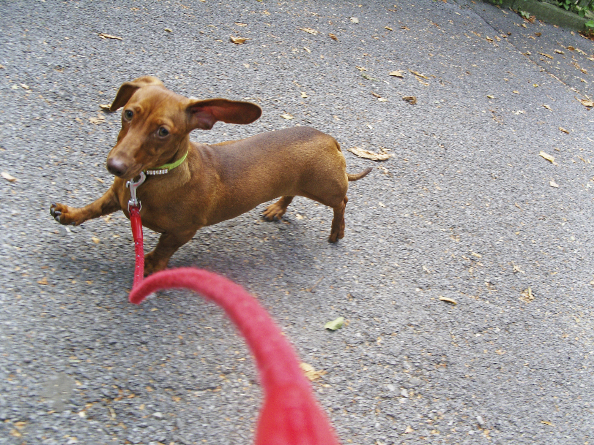 Una entrenadora de animales revela lo que nunca debes hacer con la ...