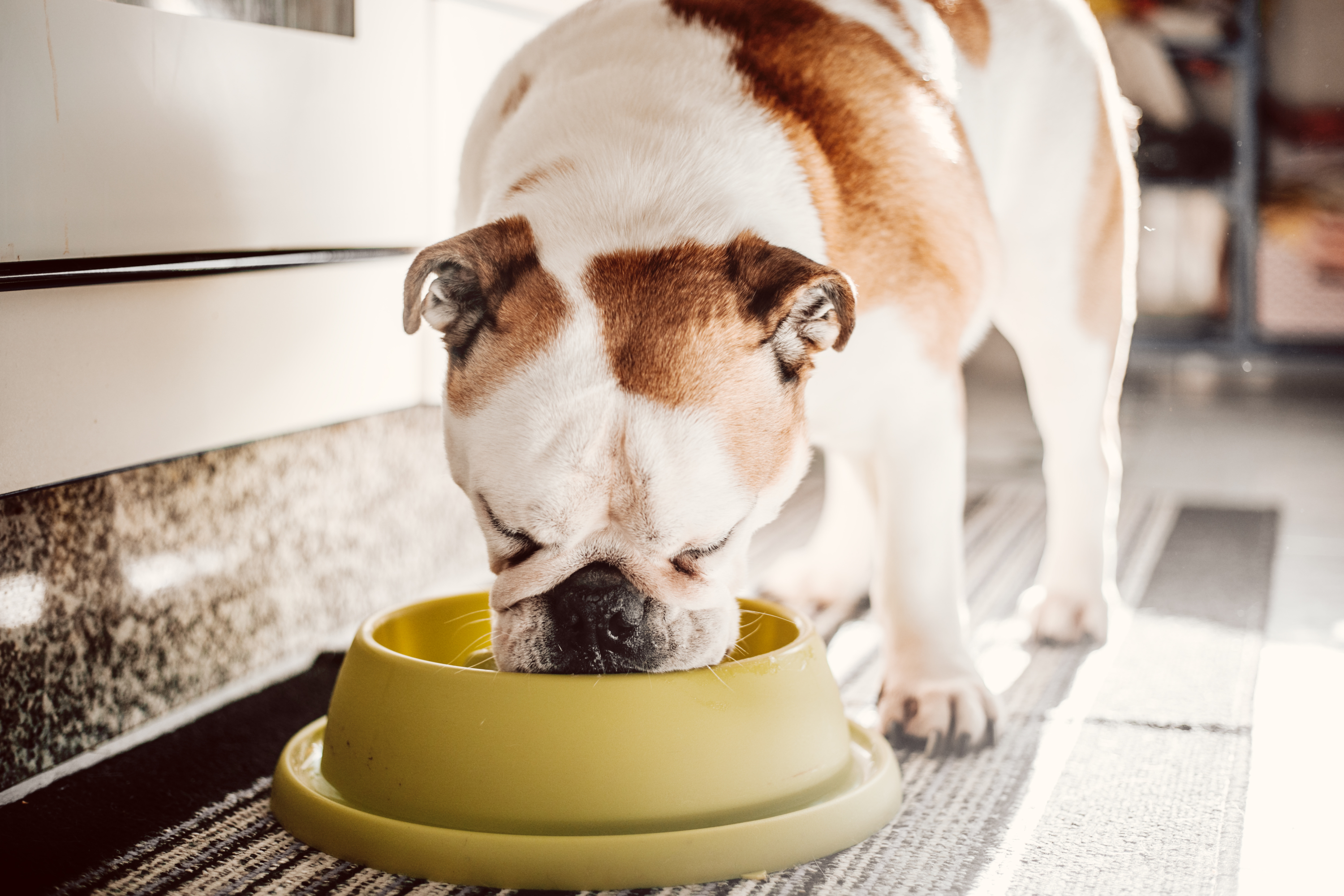 La OCU sentencia que estos son las mejores marcas de pienso para perros