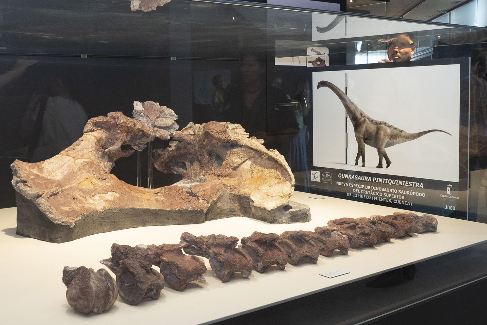 Las obras del tren en Cuenca destapan un gigantesco dinosaurio único en ...