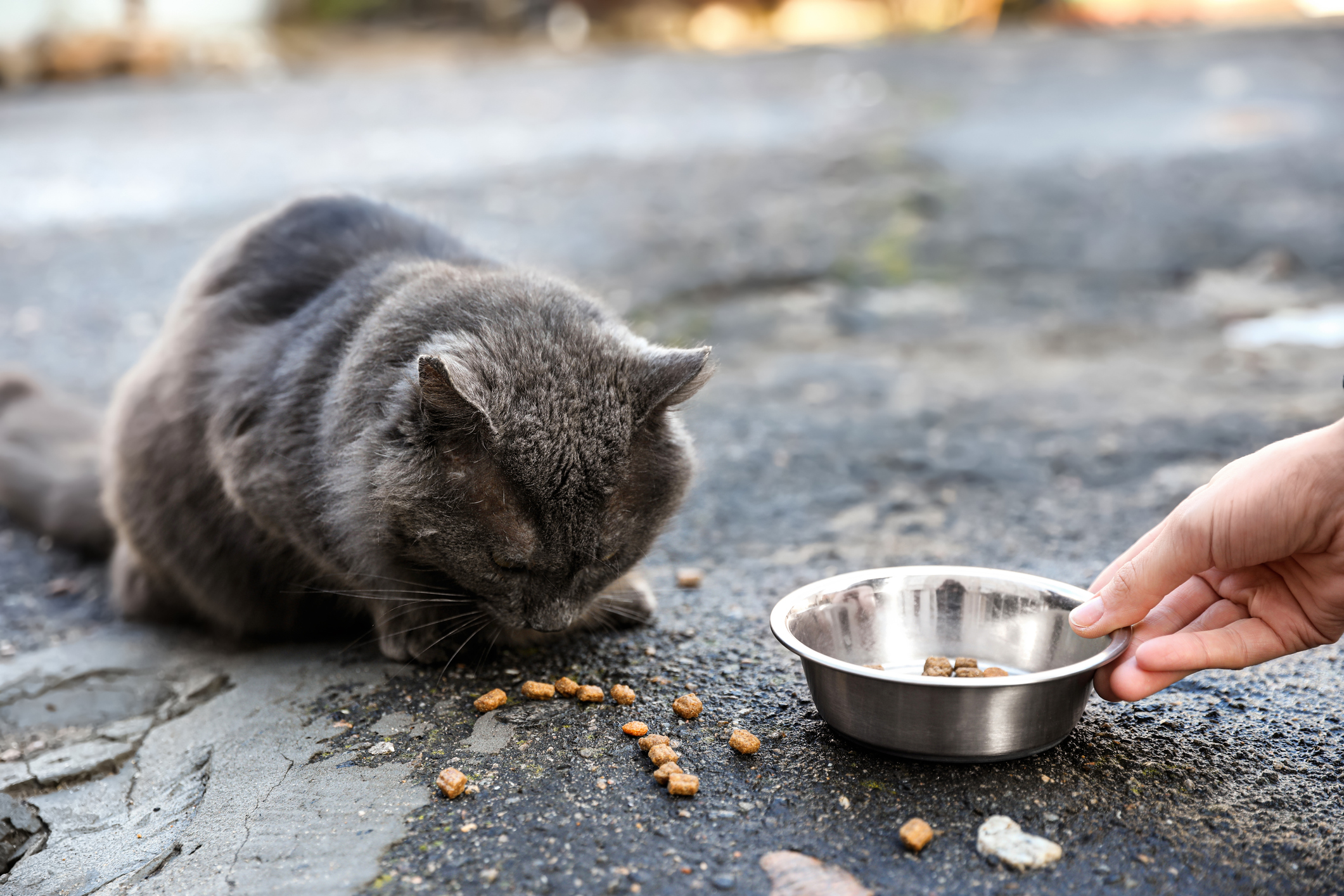 Esto dice la ley sobre dar de comer a gatos callejeros o palomas