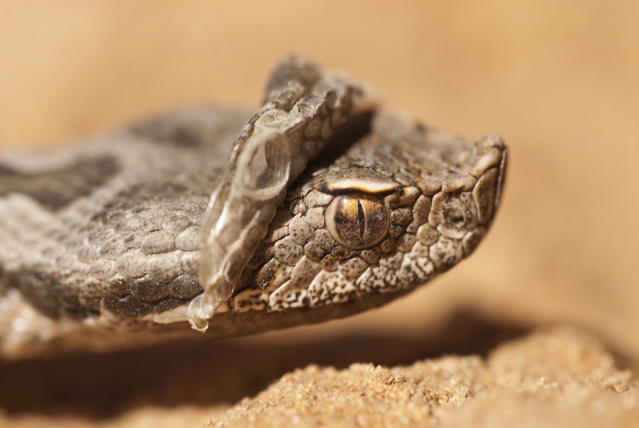 La serpiente venenosa más temida de octubre aparece de manera repentina ...
