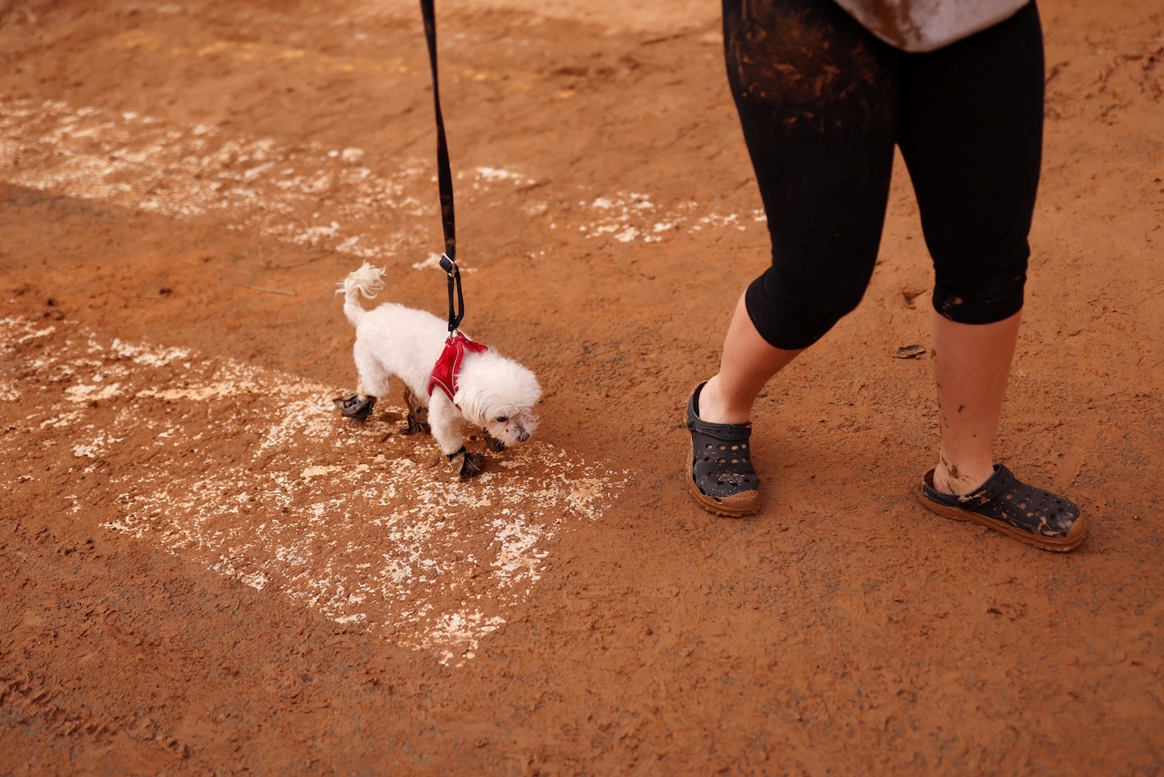 Los veterinarios alertan sobre el 'barro mortal' para las mascotas que ...
