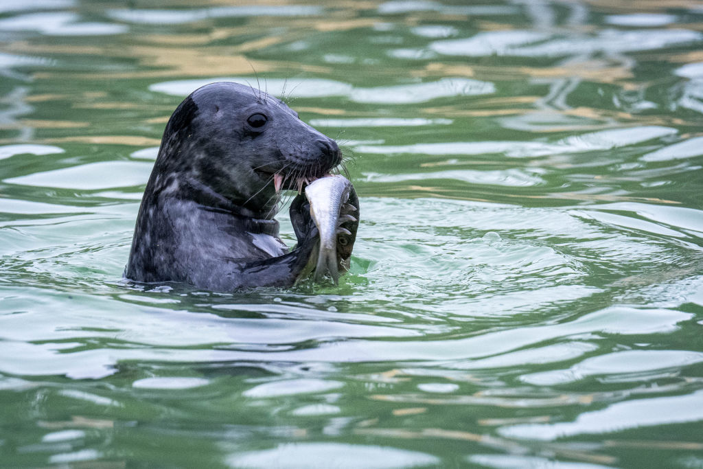 Arranca el plan para encontrar y salvar a la foca estrangulada poco a ...