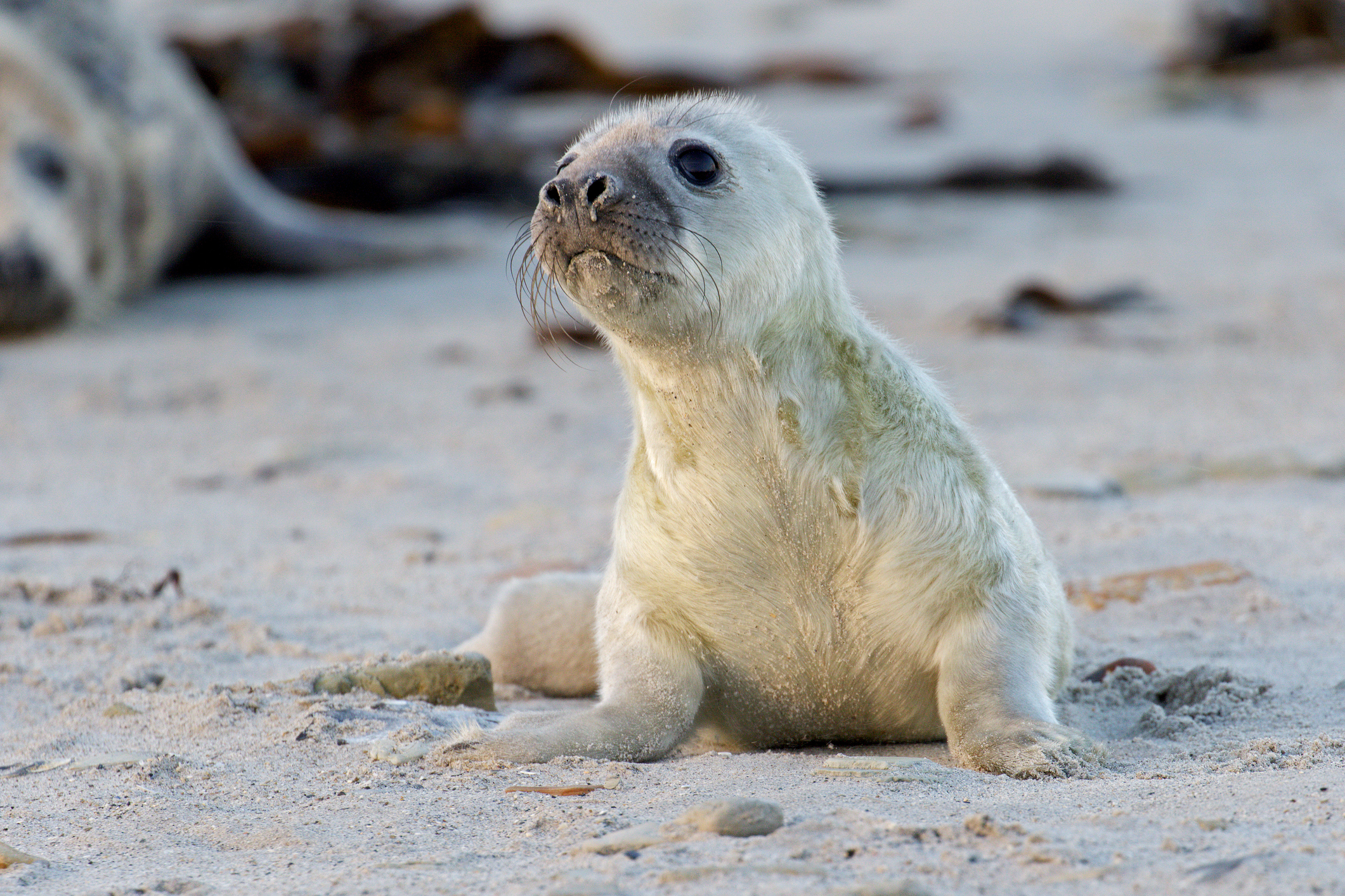 Aparece una cría de foca indefensa en la orilla, los humanos se burlan ...