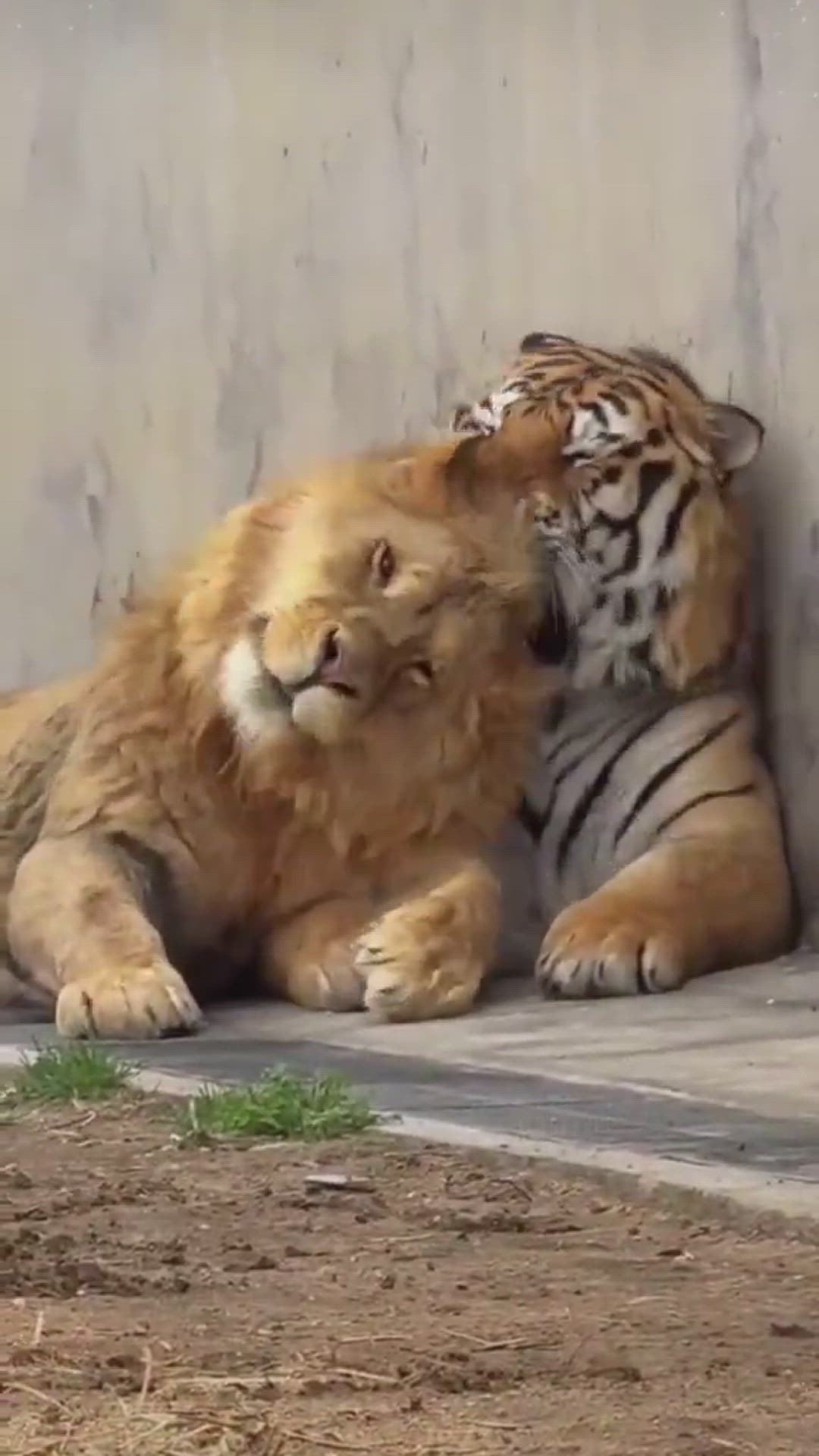 Ligre, el animal híbrido que se creó al cruzar un león y una tigresa