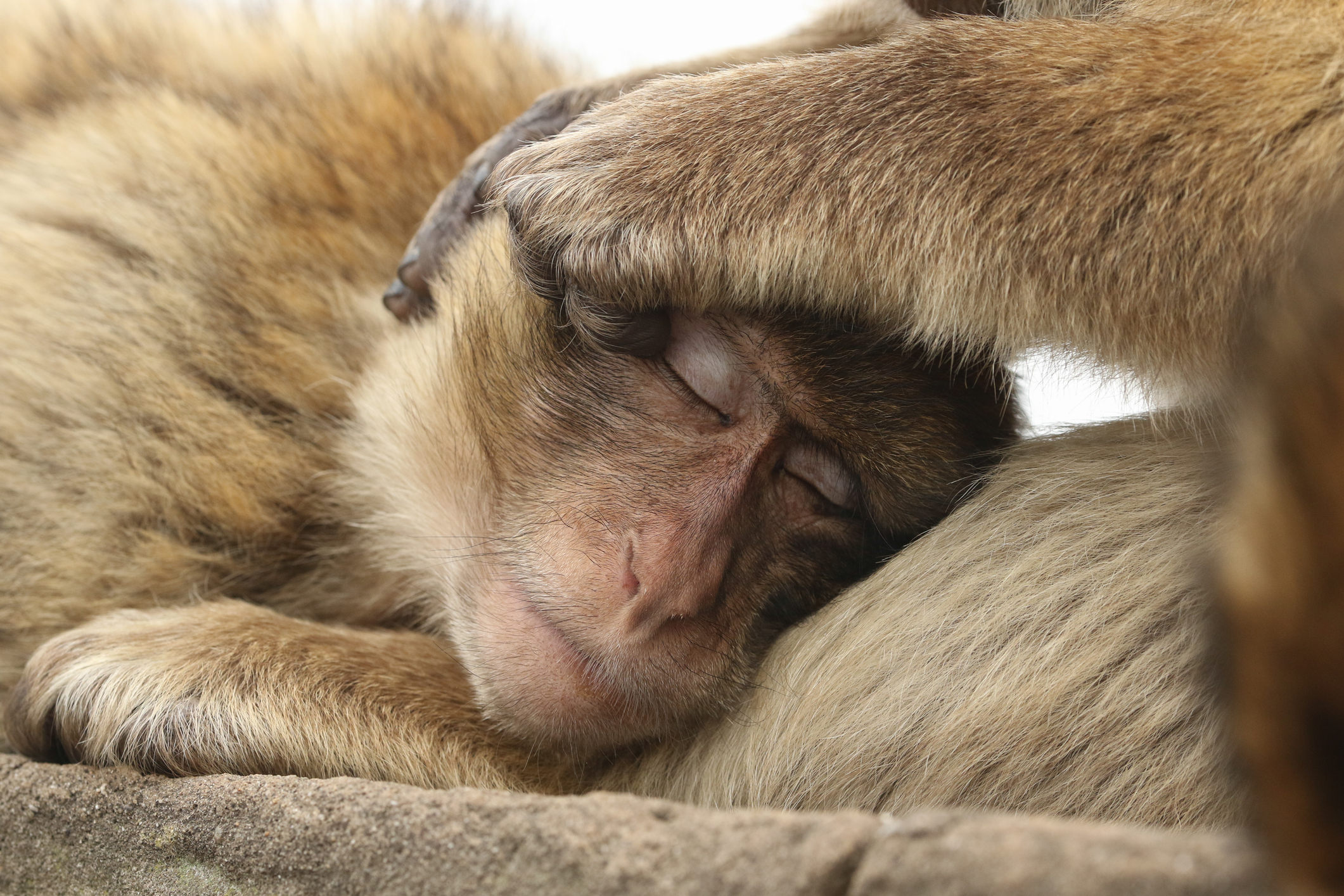 El único macaco en libertad que habita fuera de Asia está en la ...