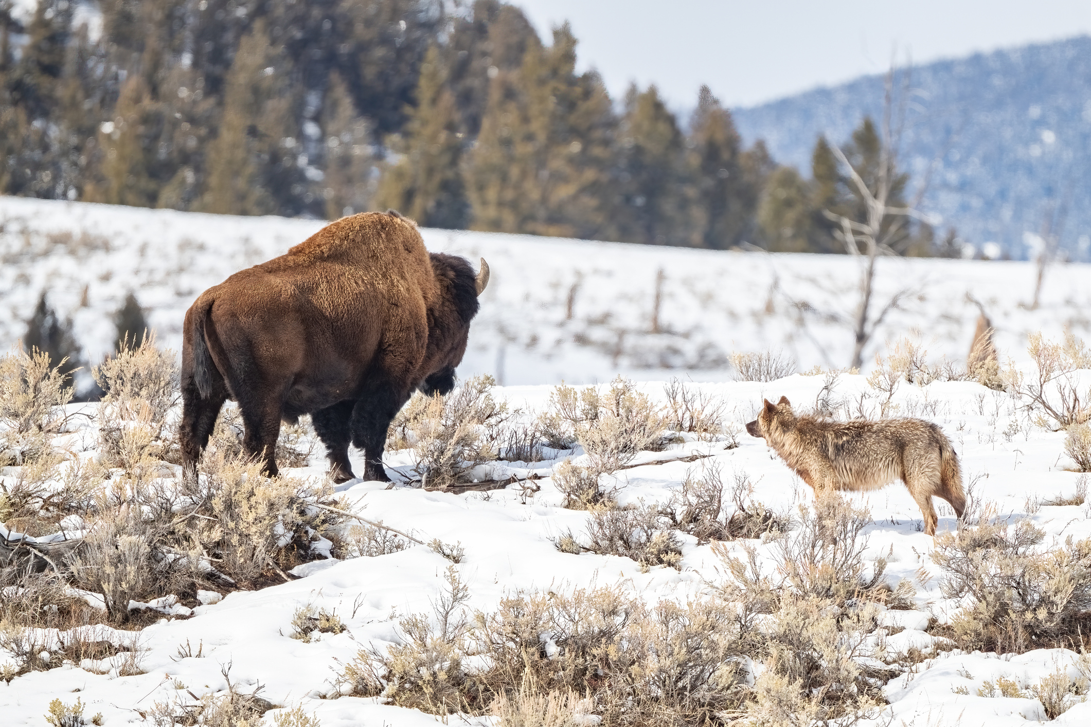 El parque de Yellowstone acapara la atención científica por los lobos ...