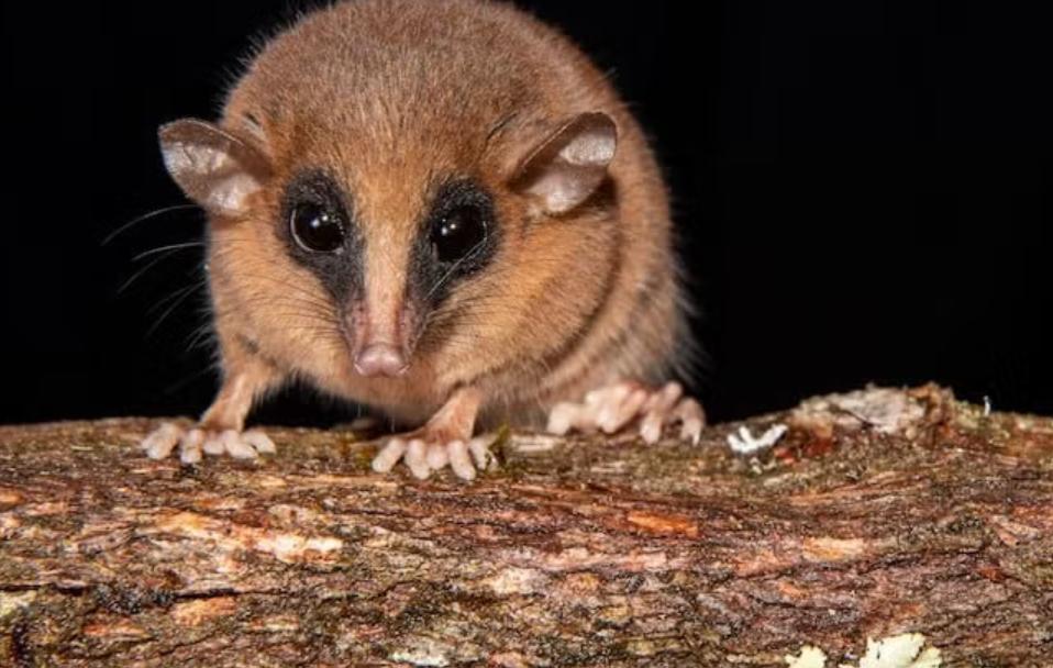 La expedición buscaba una misteriosa ardilla en el bosque legendario y ...