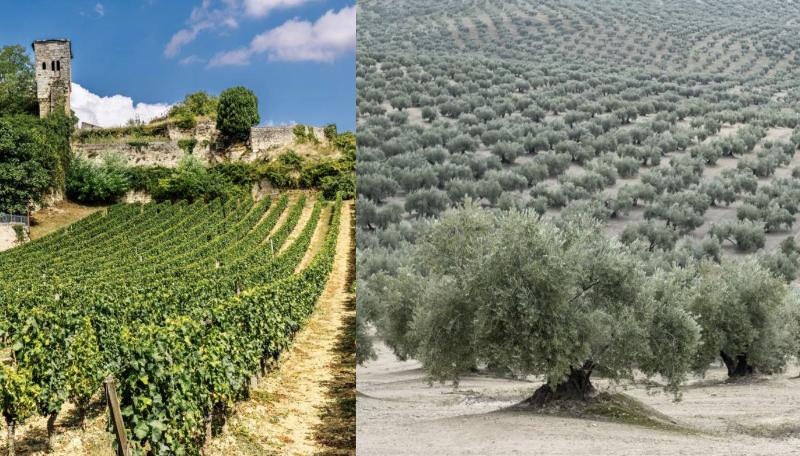 Un agricultor explica qué es más rentable, una viña o un olivar, y la ...